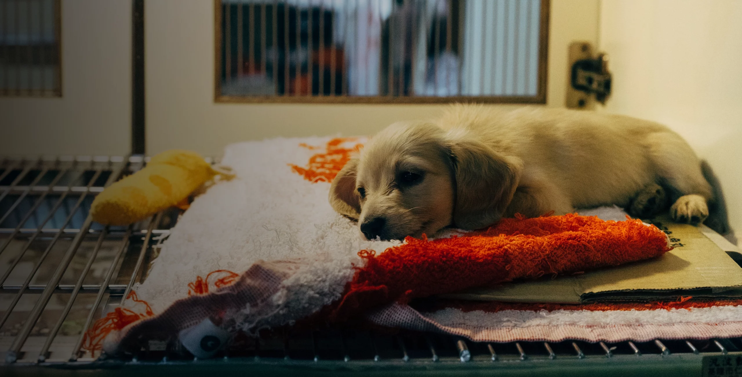 Animal Fundraising for Rescues and Nonprofits | PetFundr